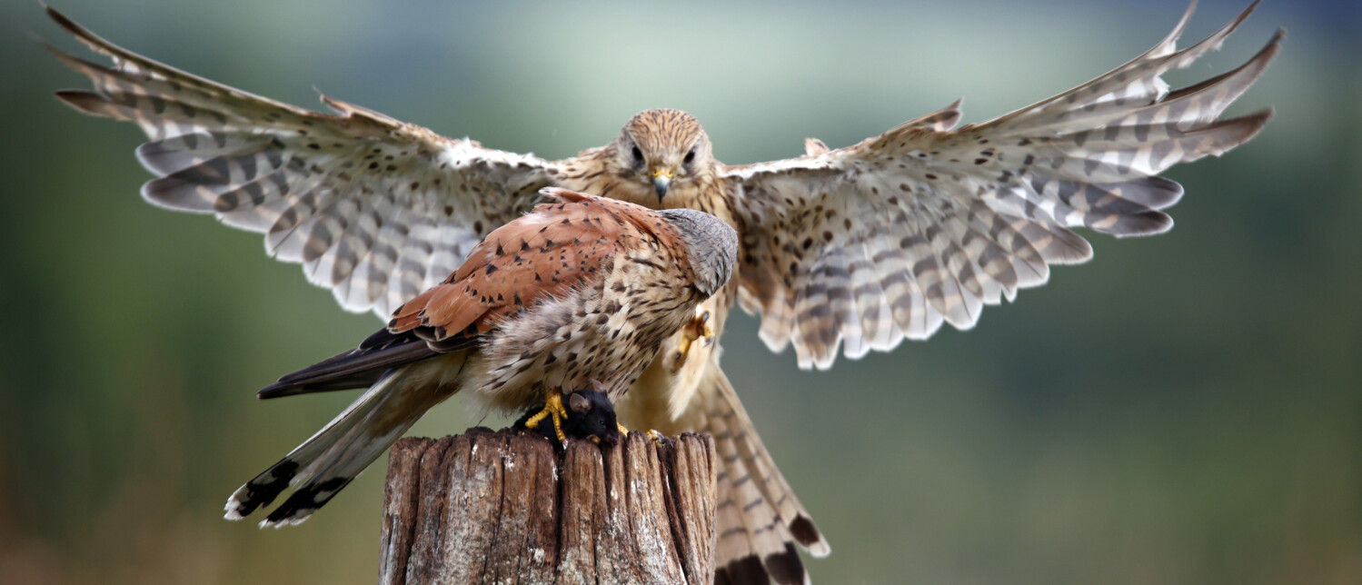 Hoeveel torenvalken zijn er in Nederland? | Vogel-blog