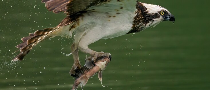 Hoe kan je een vink herkennen? | Vogel-blog