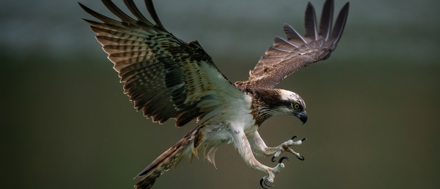 Hoeveel visarenden zijn er in Nederland? | Vogel-blog