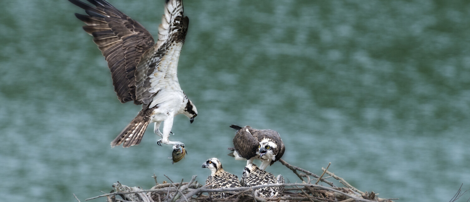 Hoeveel visarenden zijn er in Nederland? | Vogel-blog