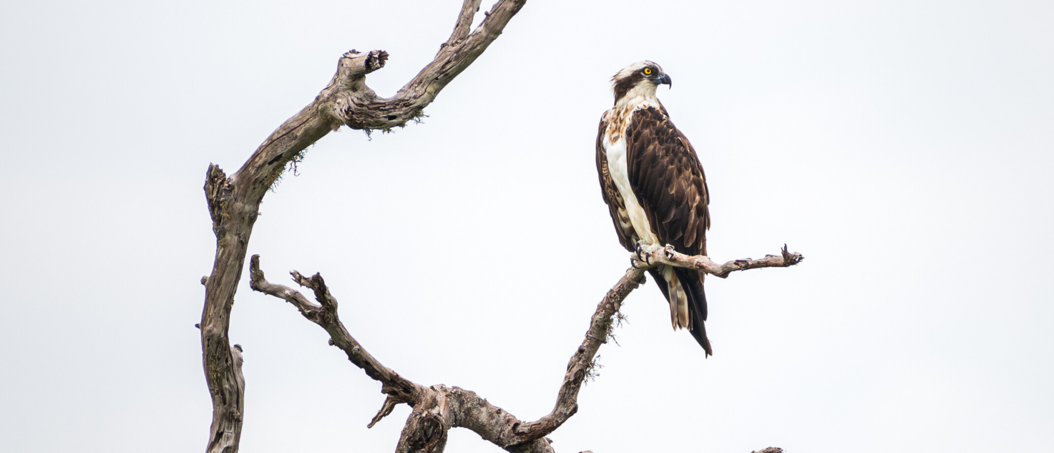 Hoeveel visarenden zijn er in Nederland? | Vogel-blog