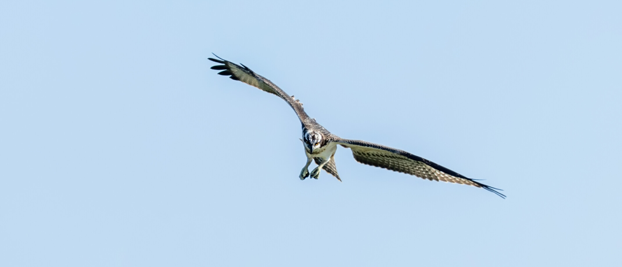Hoeveel visarenden zijn er in Nederland? | Vogel-blog