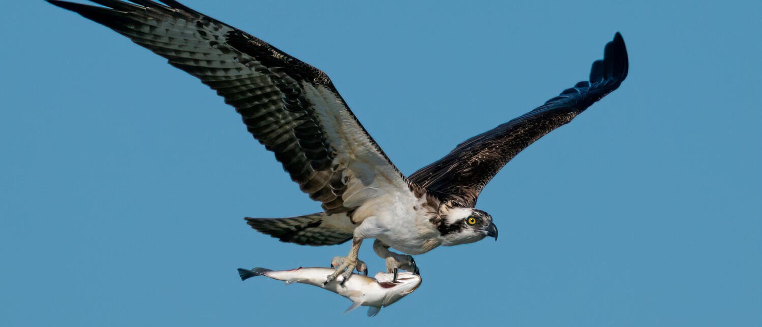 Hoe lang leeft een visarend? | Vogel-blog