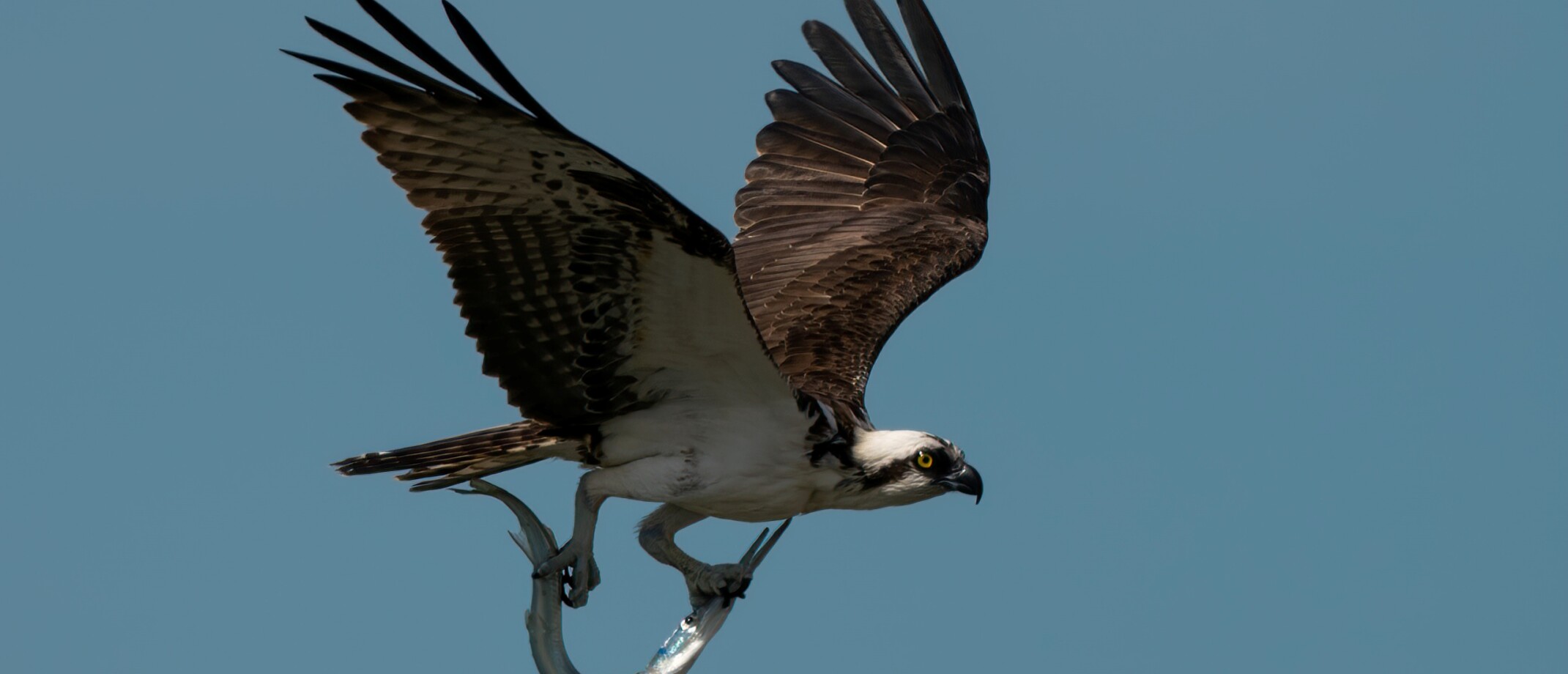 Waar komt de visarend vandaan? | Vogel-blog