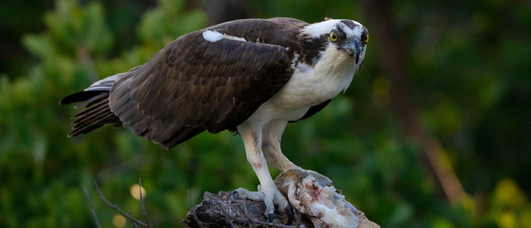 Alles over visarenden | Vogel-blog