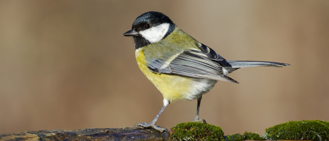 Alles over koolmezen | Vogel-blog