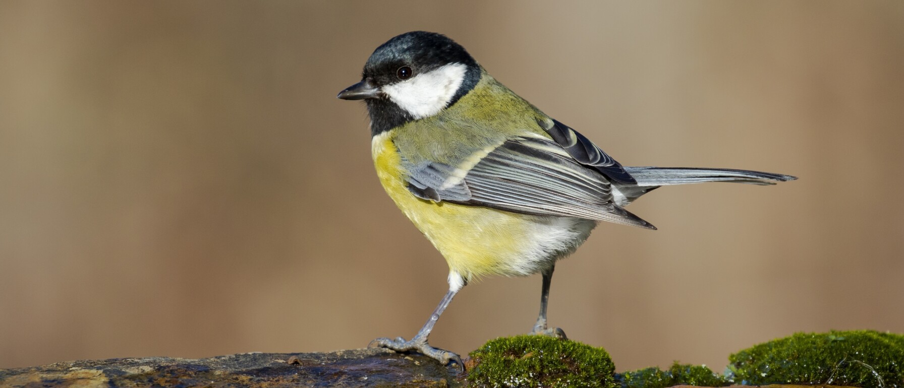 Alles over koolmezen | Vogel-blog