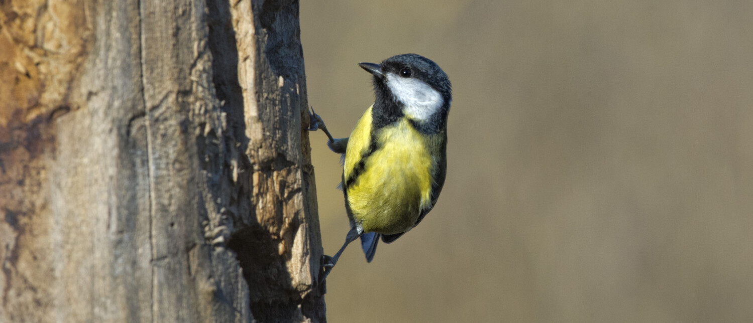 Wat is het verschil tussen een koolmees en pimpelmees? | Vogel-blog