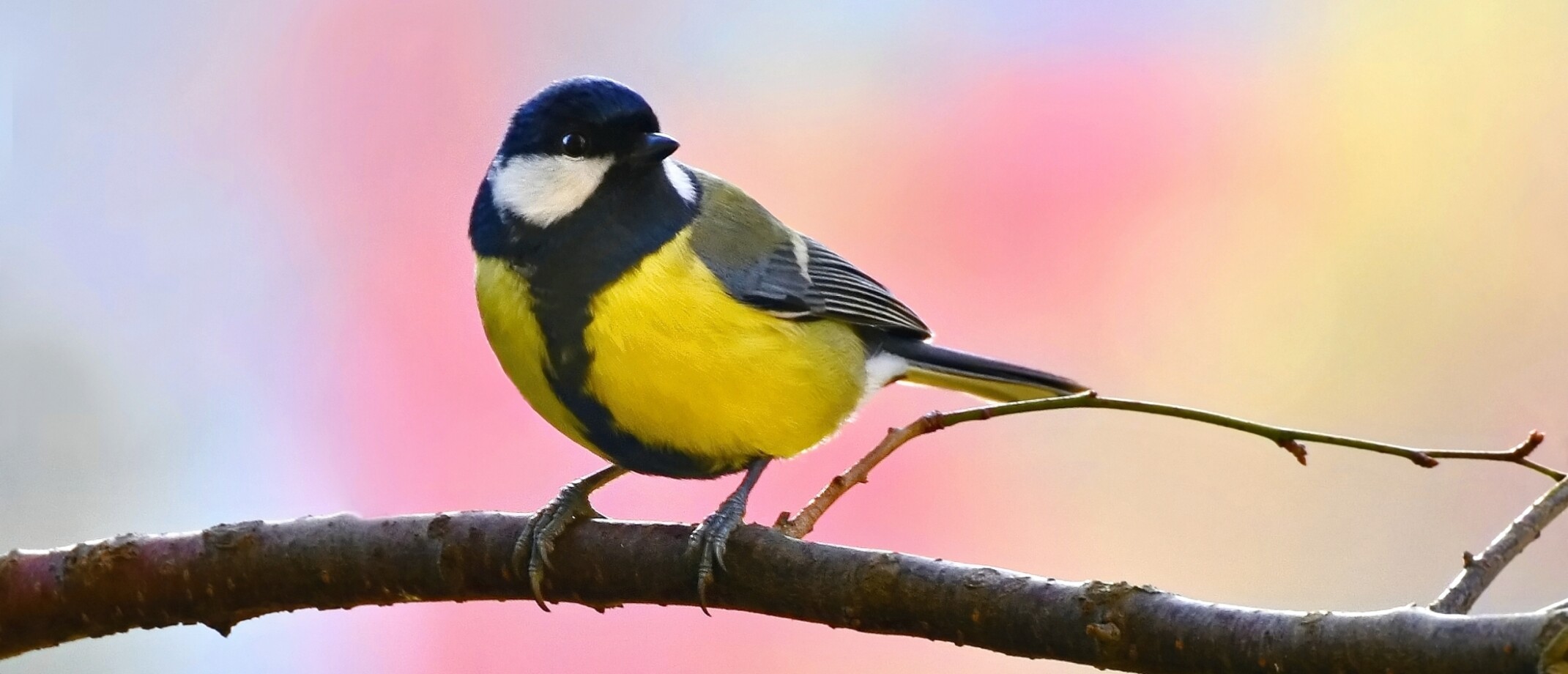 Wat eet een kauw graag? | Vogel-blog