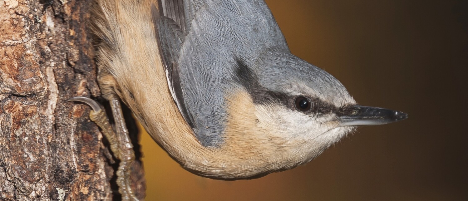 Wat is het verschil tussen een boomklever en boomkruiper? | Vogel-blog