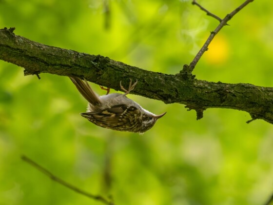 Wat is het verschil tussen een boomklever en boomkruiper? | Vogel-blog
