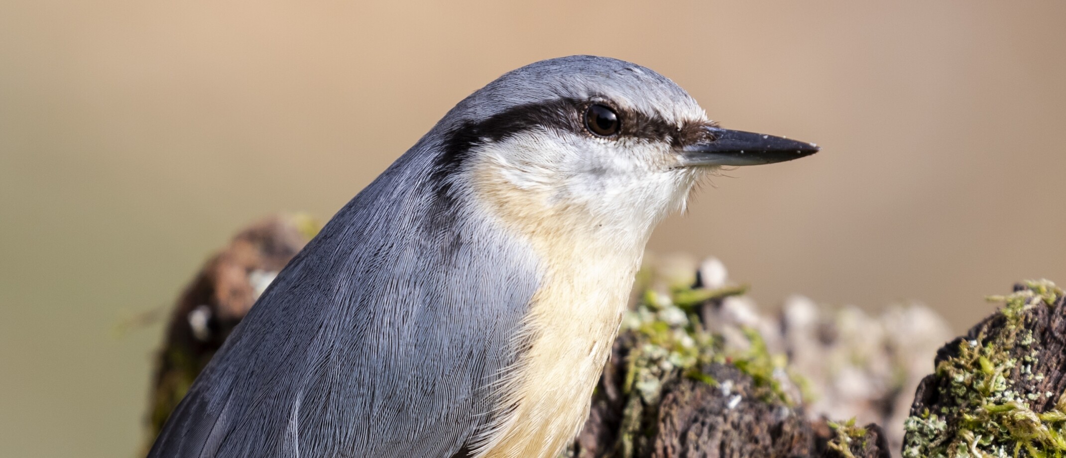 Waar komt de boomklever voor? | Vogel-blog