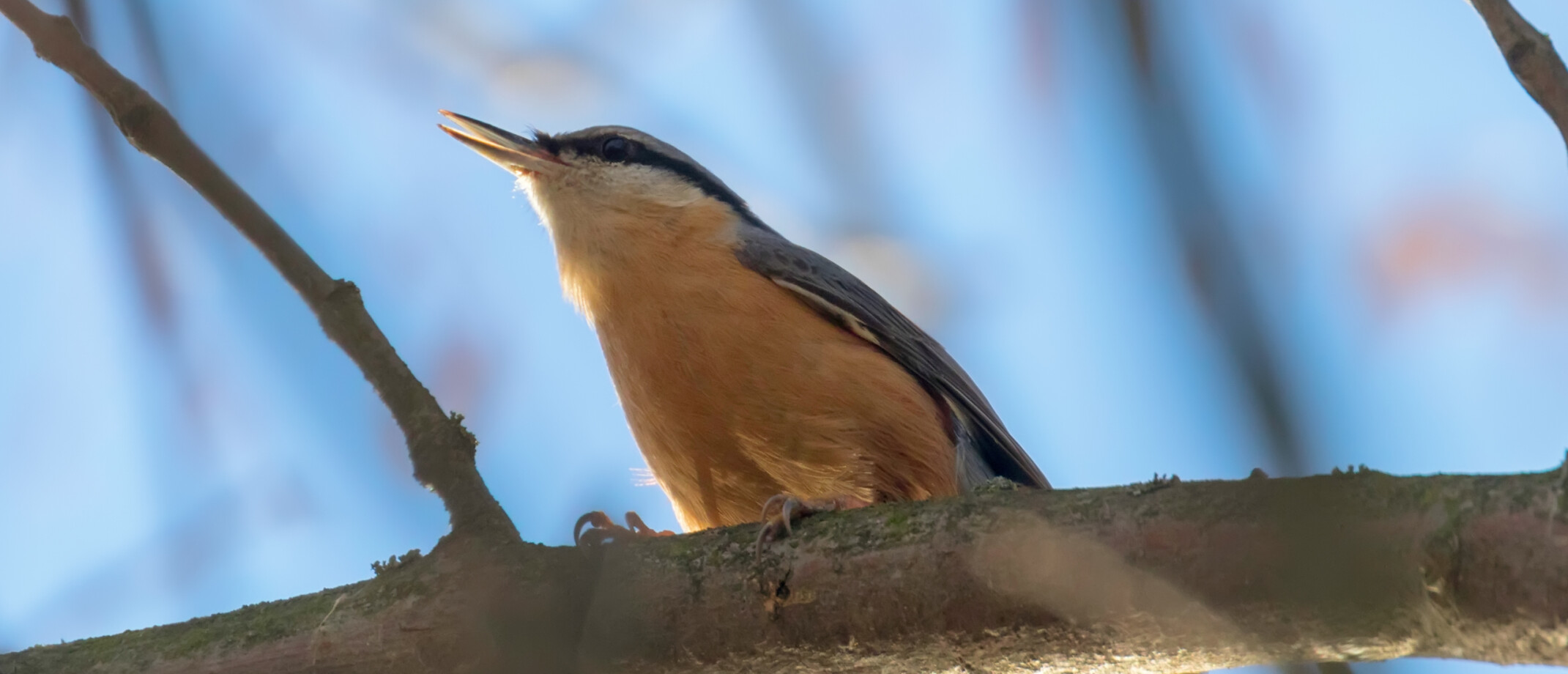 Waar maken boomklevers hun nest? | Vogel-blog