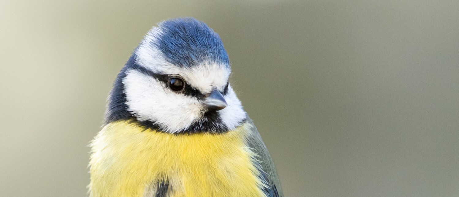 Alles over pimpelmezen in Nederland | Vogel-blog