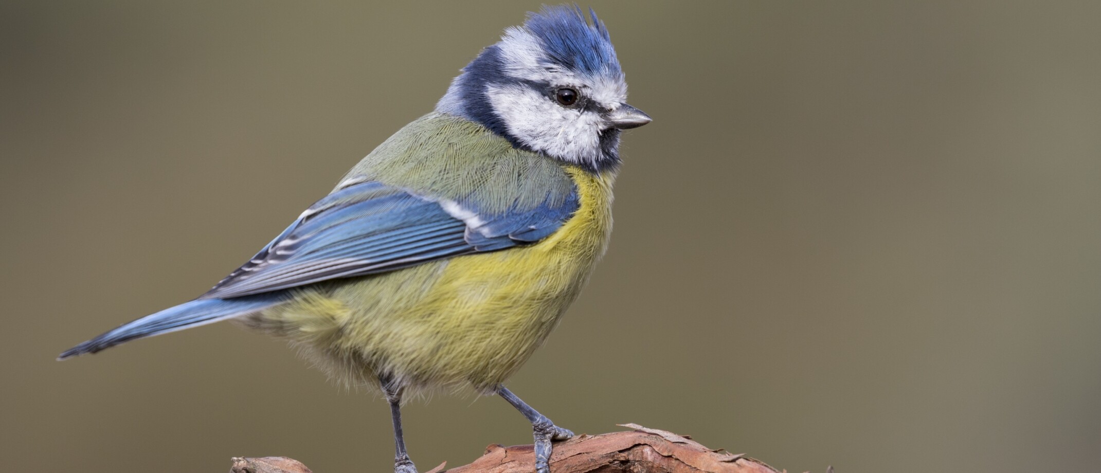 Hoe lang duurt het voordat pimpelmezen uitvliegen? | Vogel-blog