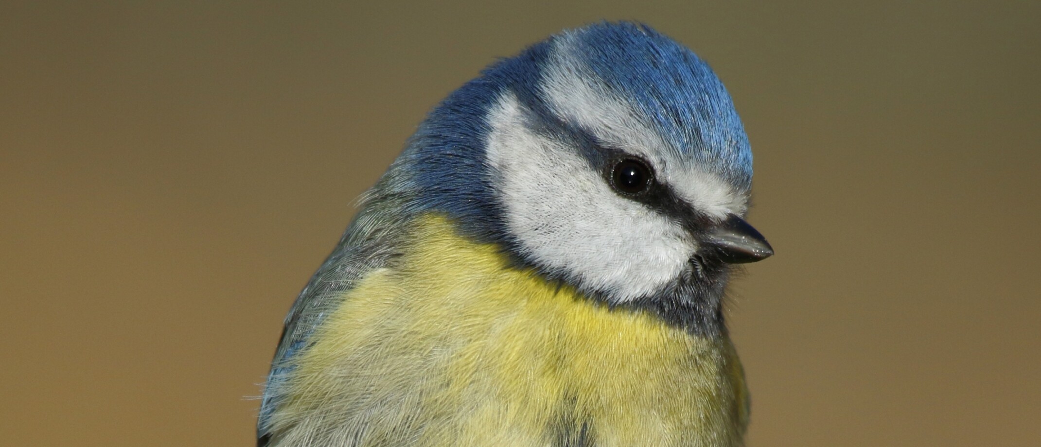 Waar maakt een pimpelmees zijn nest? | Vogel-blog