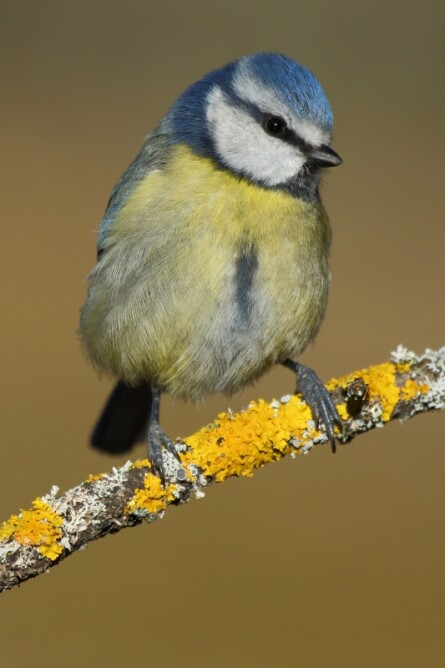 Wat is het verschil tussen een koolmees en pimpelmees? | Vogel-blog