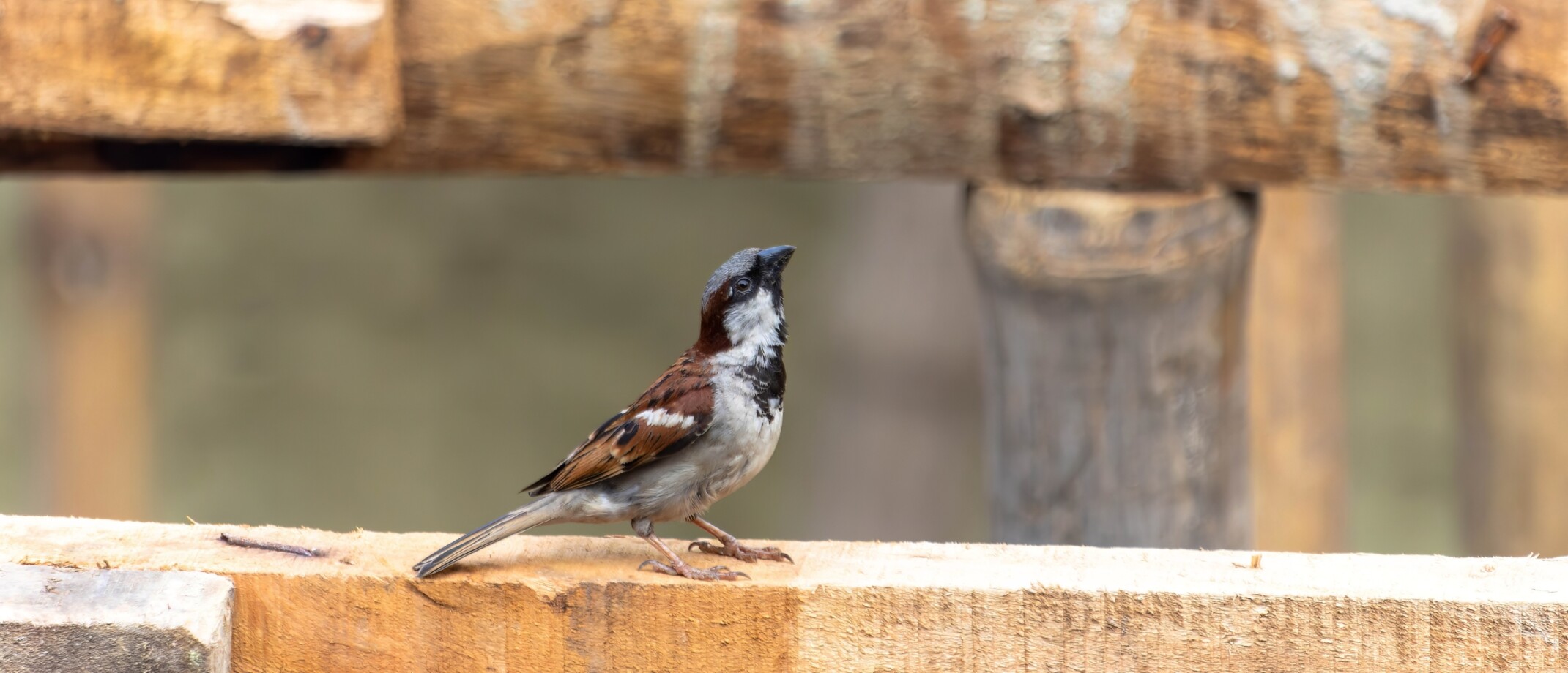 Hoe gaat het met de huismus? | Vogel-blog