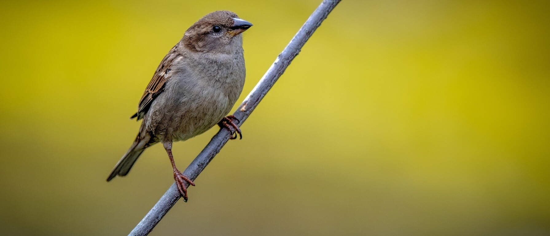 Wat is de vink? | Vogel-blog