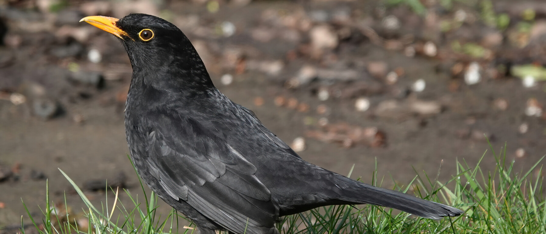 Alles wat je wil weten over de Merel | Vogel-blog