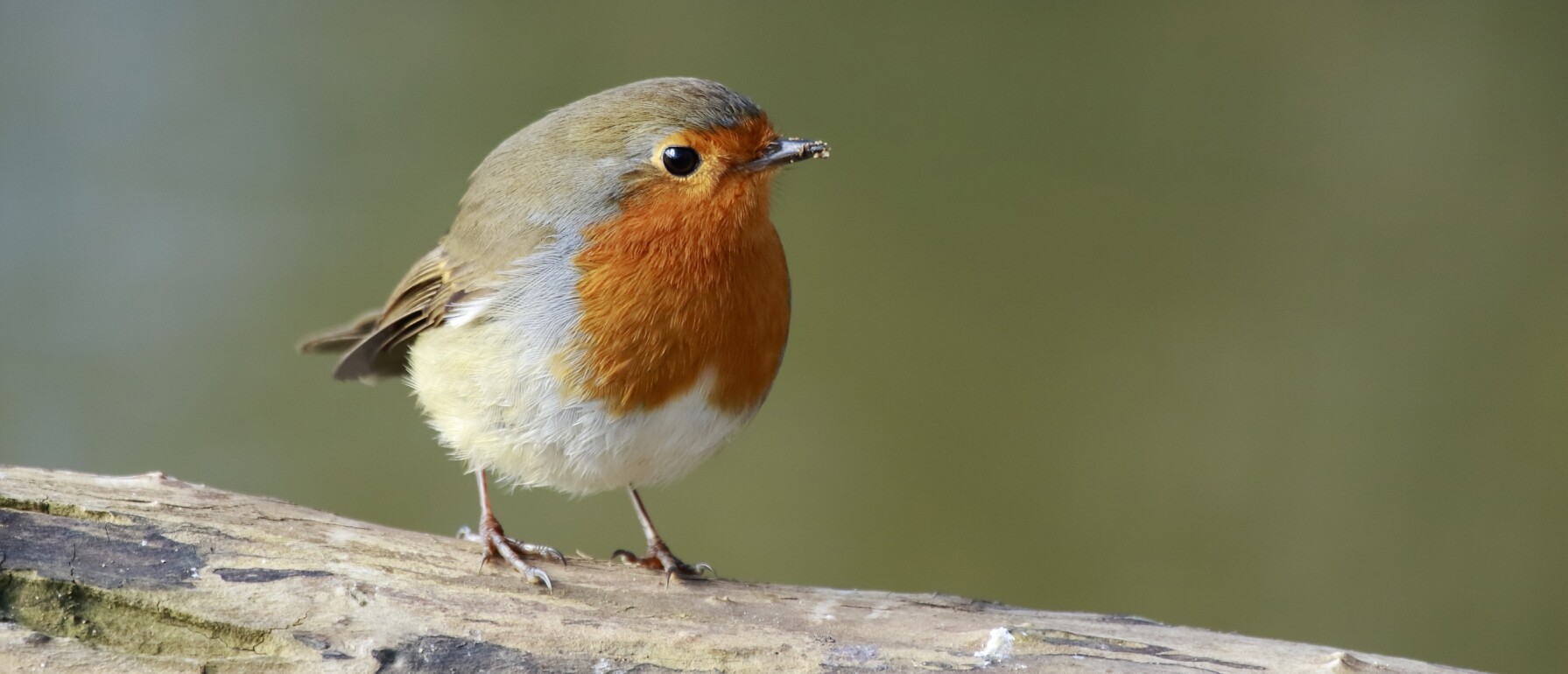 Alles over roodborstjes | Vogel-blog