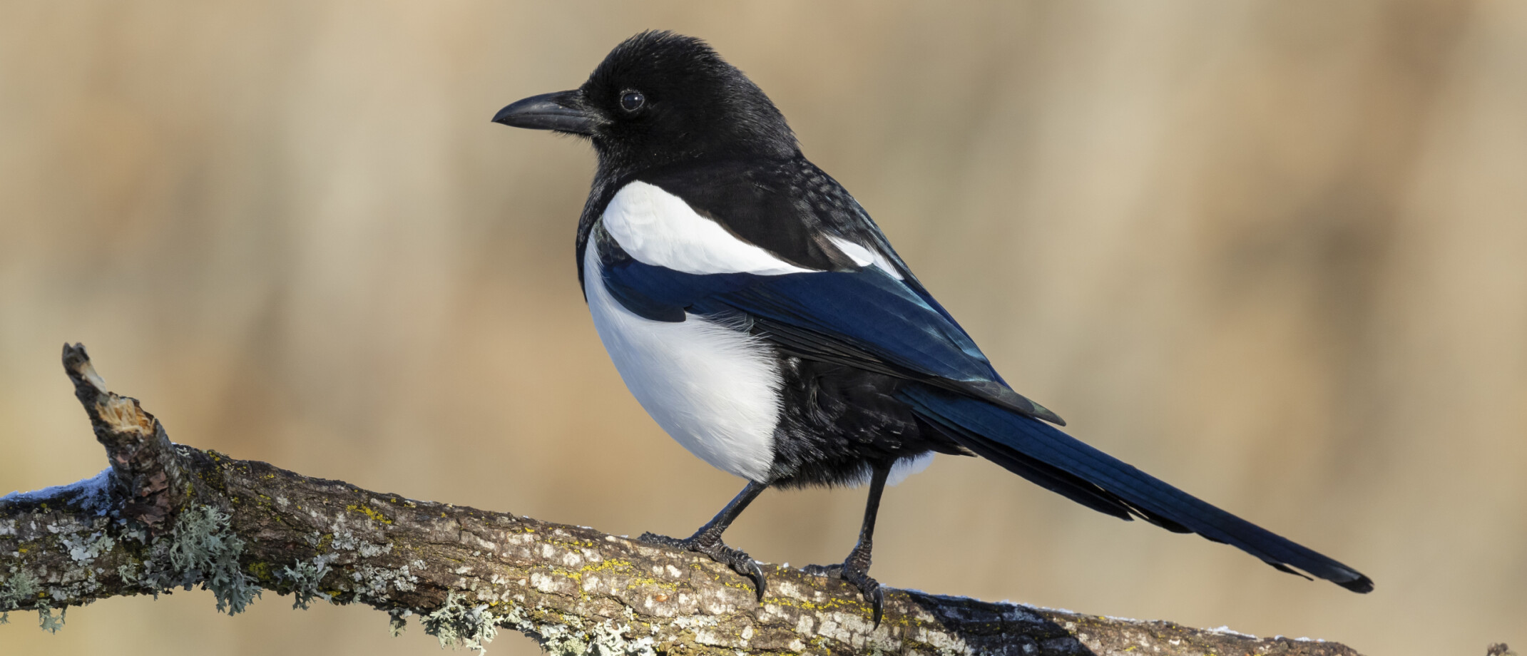 Alles over de Ekster | Vogel-blog