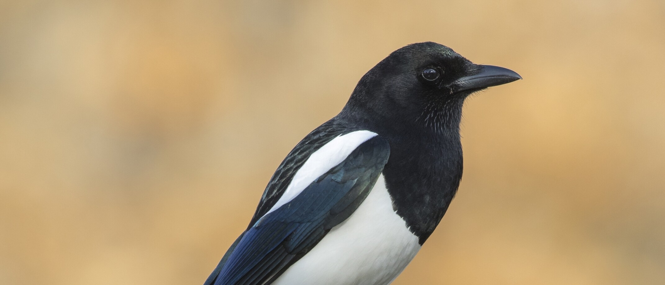 Wie is de vijand van de ekster? | Vogel-blog