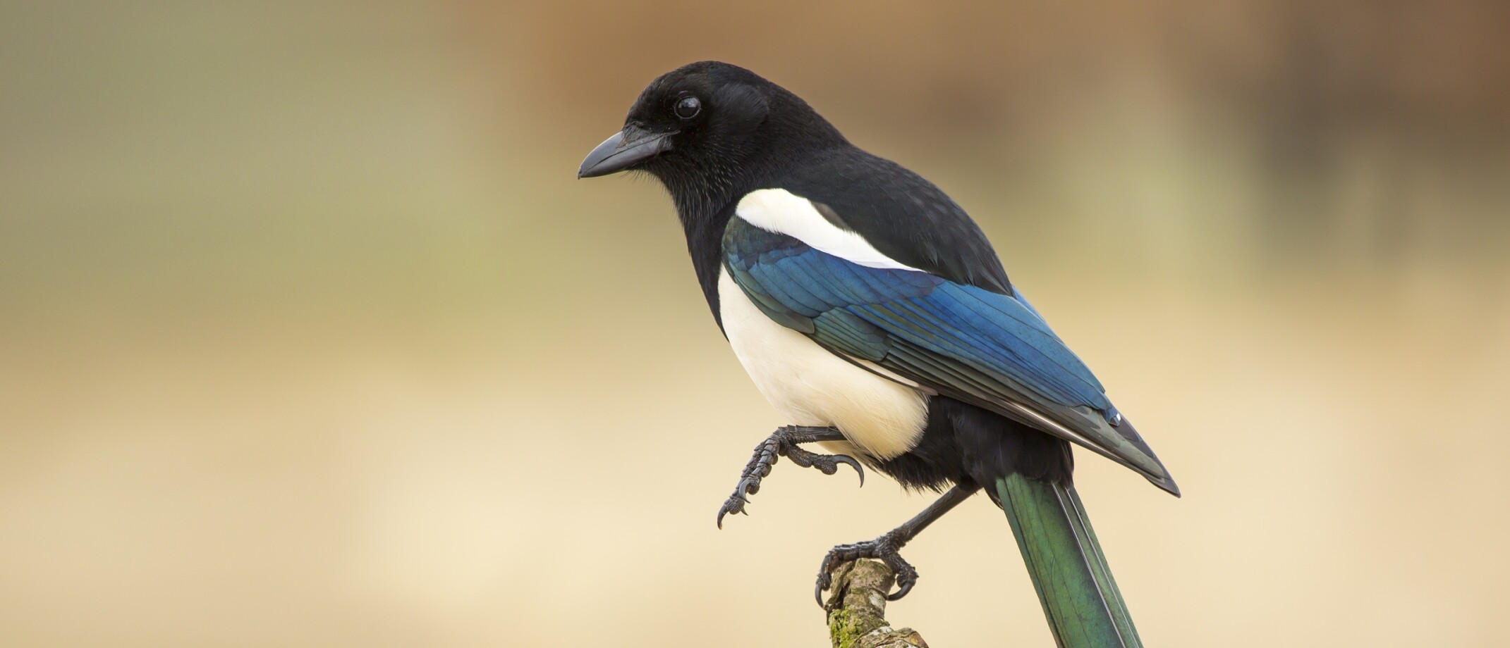 Alles over de Ekster | Vogel-blog