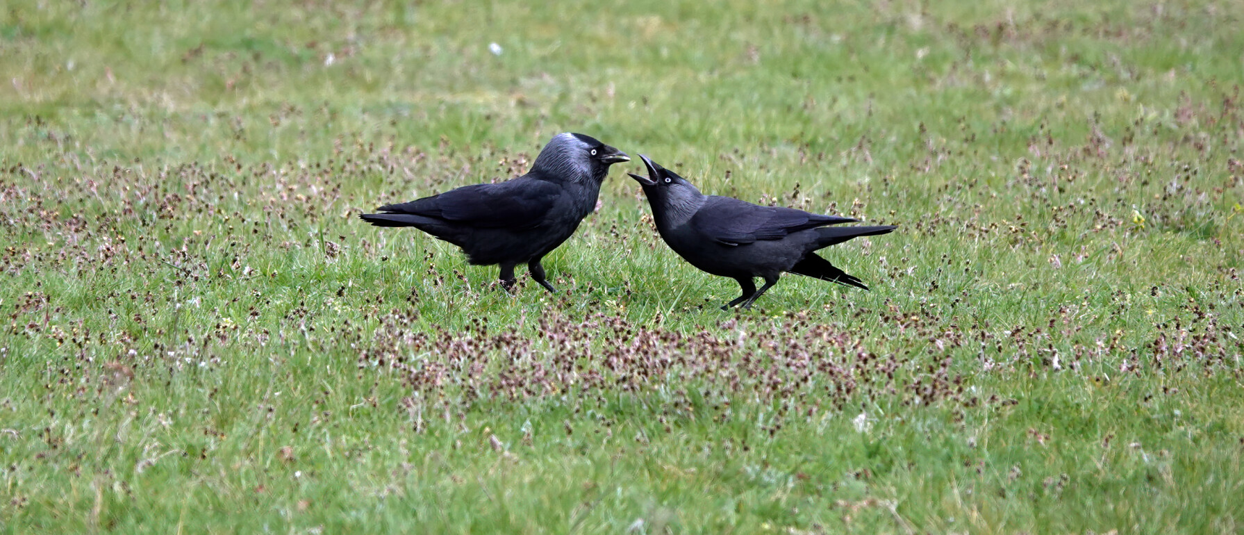 Wat doet een kauw? | Vogel-blog
