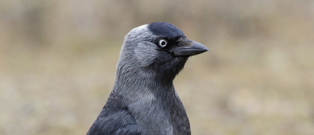 Wat doet een kauw? | Vogel-blog