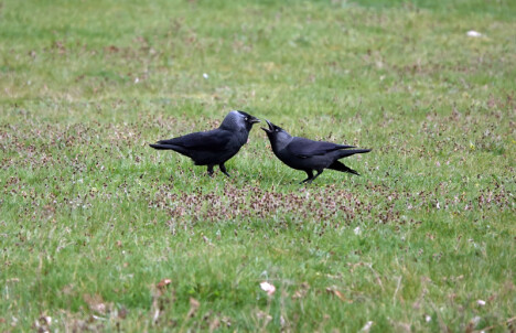 Wat doet een kauw? | Vogel-blog