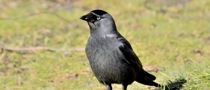 Alles over de Kauw in Nederland | Vogel-blog