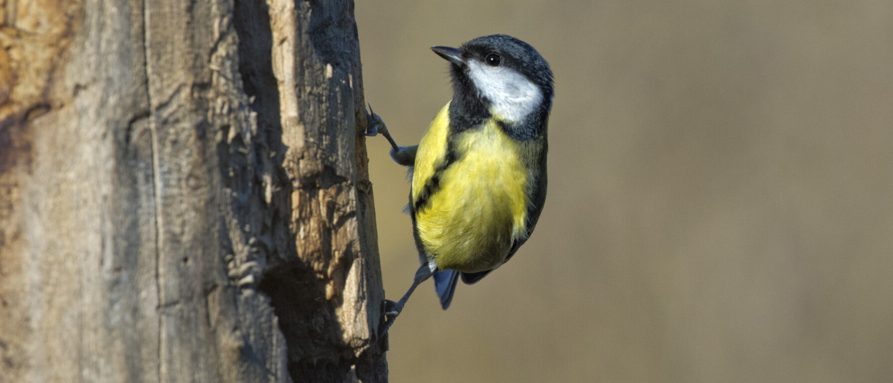 Hoe lang bouwt een koolmees zijn nest? | Vogel-blog