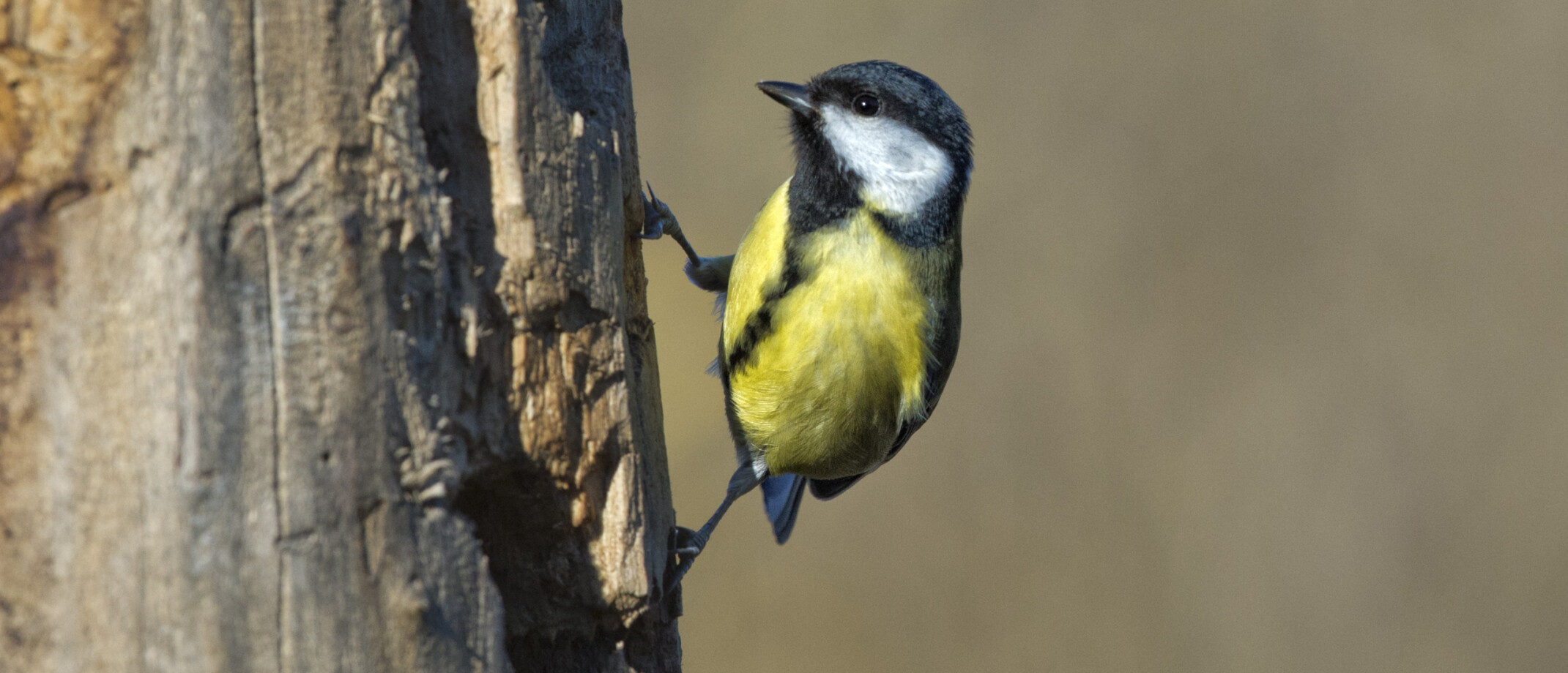 Wat eet een koolmees graag? | Vogel-blog