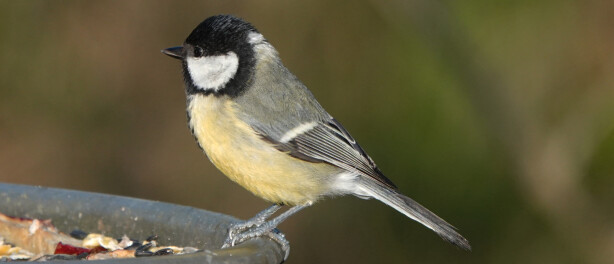 Alles over koolmezen | Vogel-blog