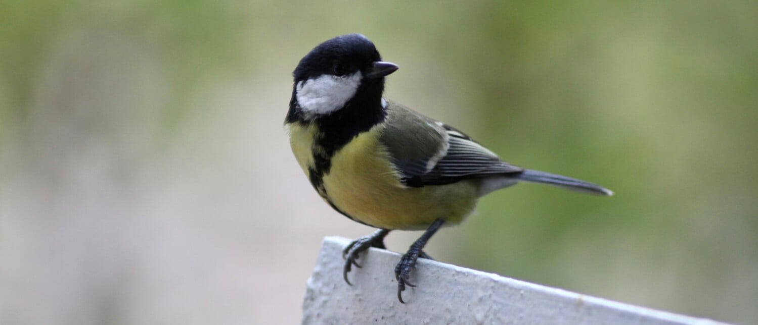 Alles over koolmezen | Vogel-blog