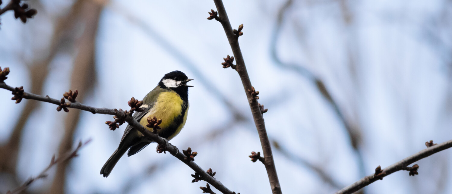 Alles over koolmezen | Vogel-blog