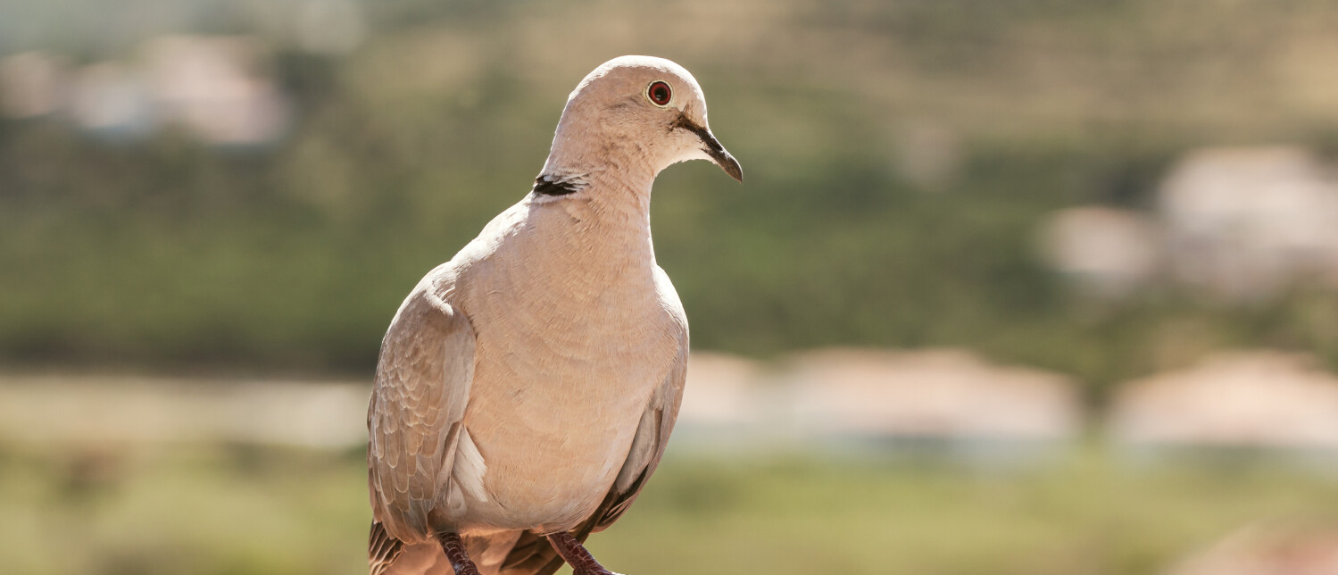 Wat voor soort duiven zijn er in Nederland? | Vogel-blog