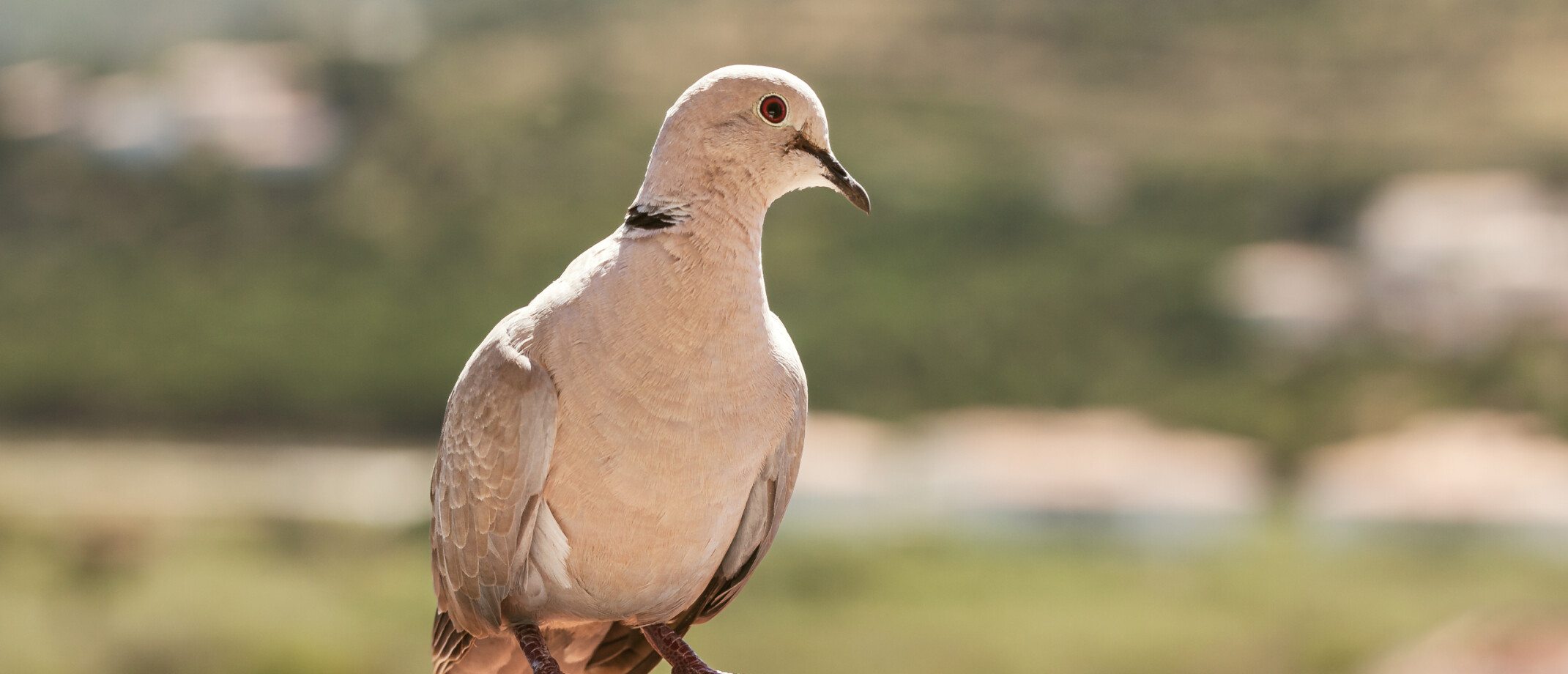 Wat voor soort duiven zijn er in Nederland? | Vogel-blog
