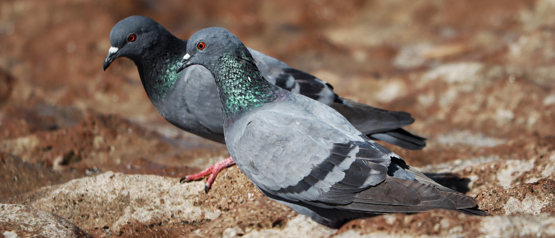 Welke duif komt het meest voor in Nederland | Vogel-blog