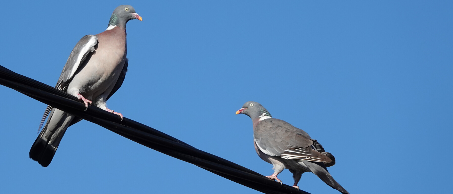 Wat voor soort duiven zijn er in Nederland? | Vogel-blog