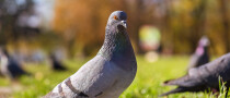 Wat voor soort duiven zijn er in Nederland? | Vogel-blog