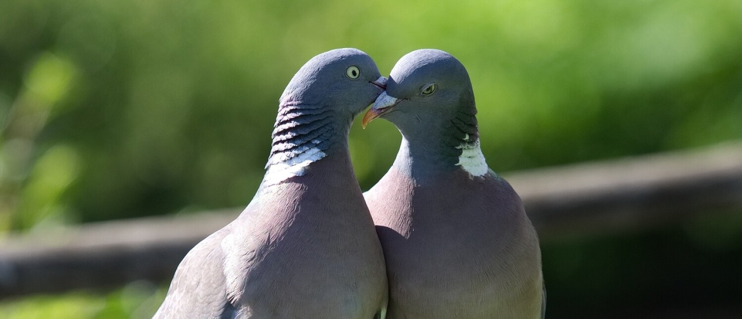 Welke duif komt het meest voor in Nederland | Vogel-blog