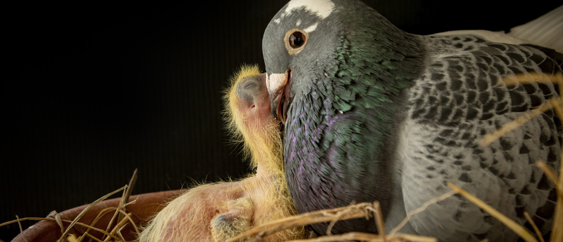 Waarom heb ik nog nooit een baby duif gezien? | Vogel-blog