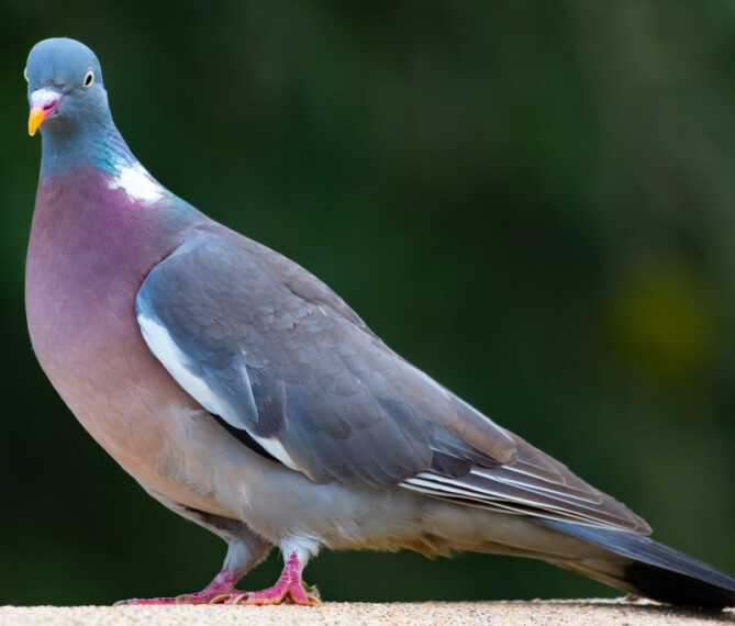 Waarom heb ik nog nooit een baby duif gezien? | Vogel-blog