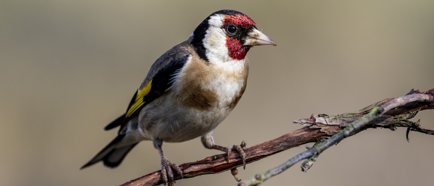 Wat is de vink? | Vogel-blog