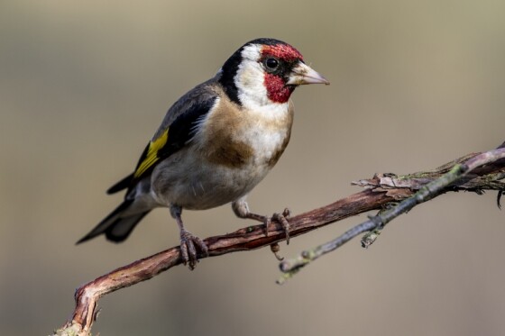 Hoe zeldzaam is een putter? | Vogel-blog