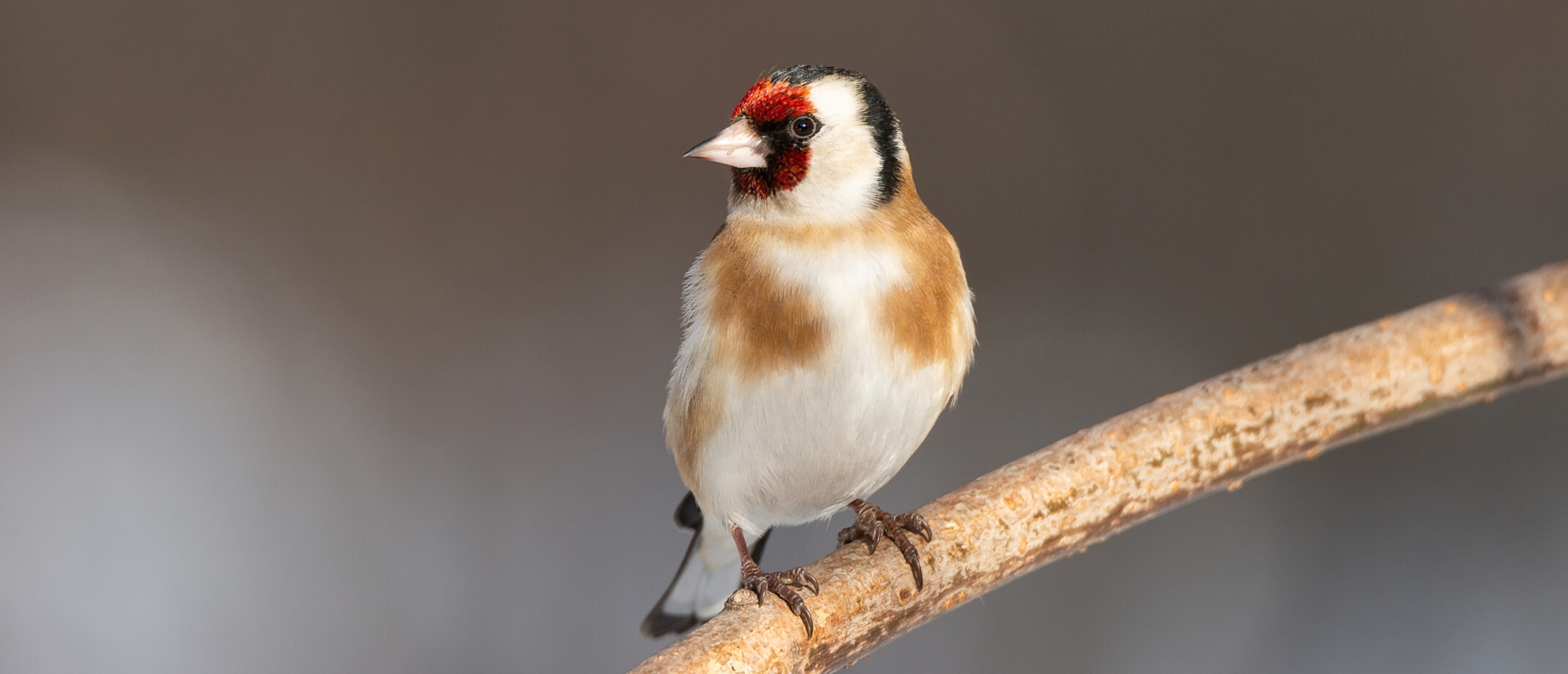 Hoe zeldzaam is een putter? | Vogel-blog