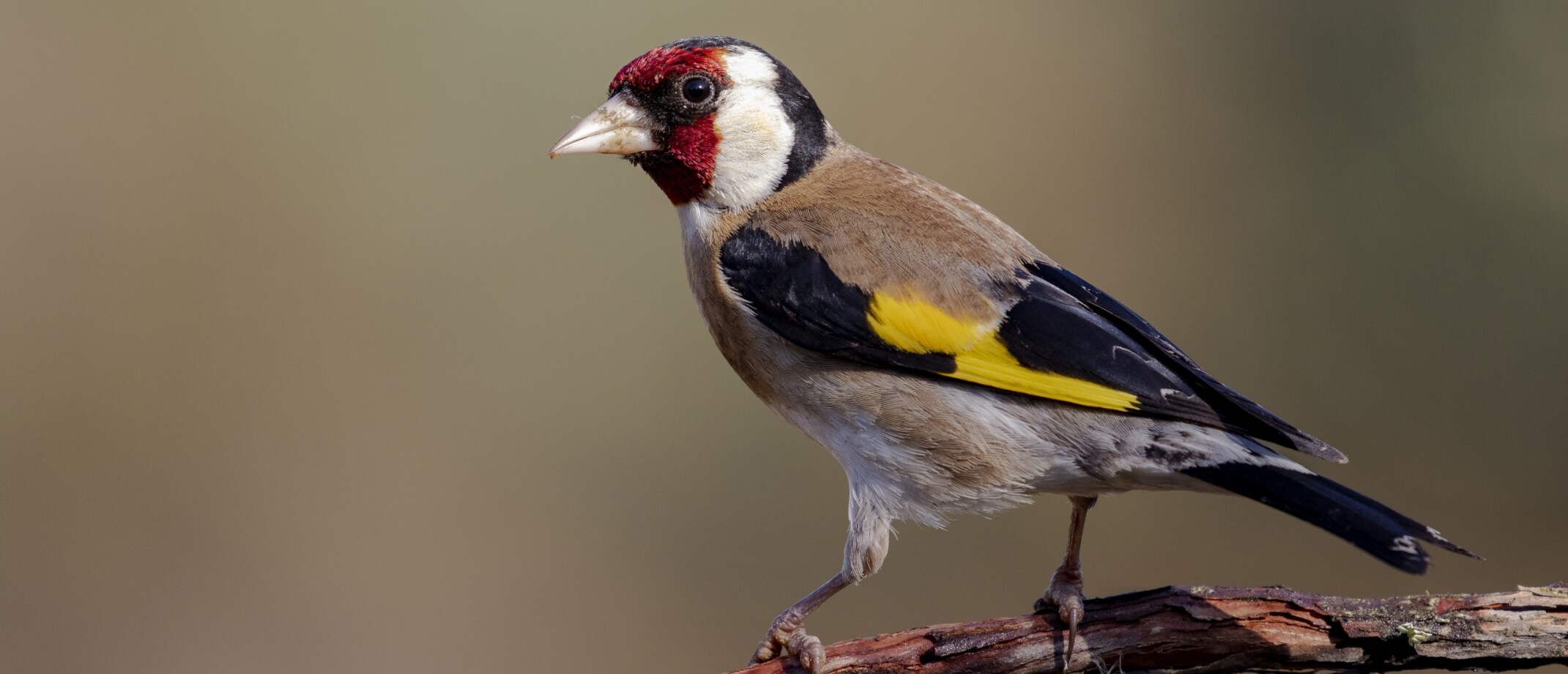 Alles over Putters in Nederland | Vogel-blog