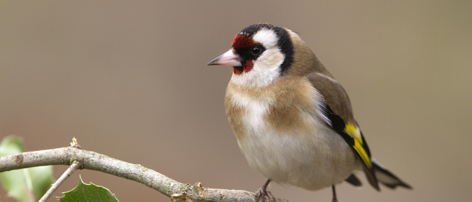 Waarom de naam Puttertje? | Vogel-blog